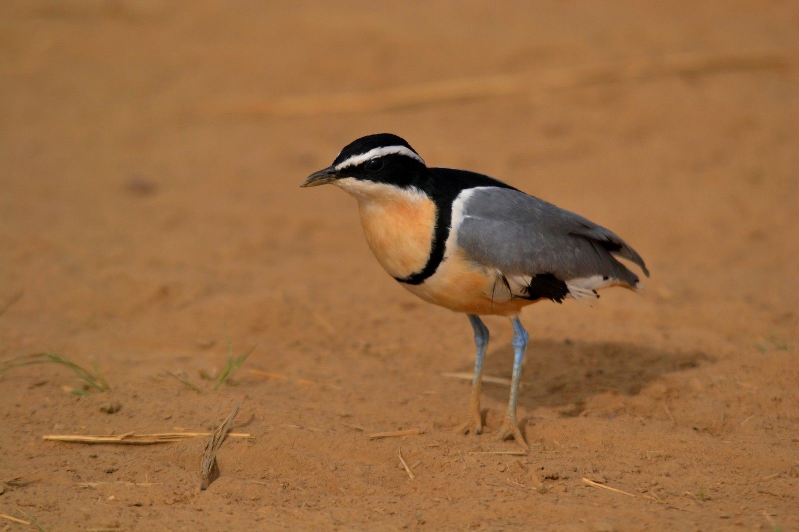 Le Pays Manding des Oiseaux, Mali (à suivre) - Petites Histoires d ...