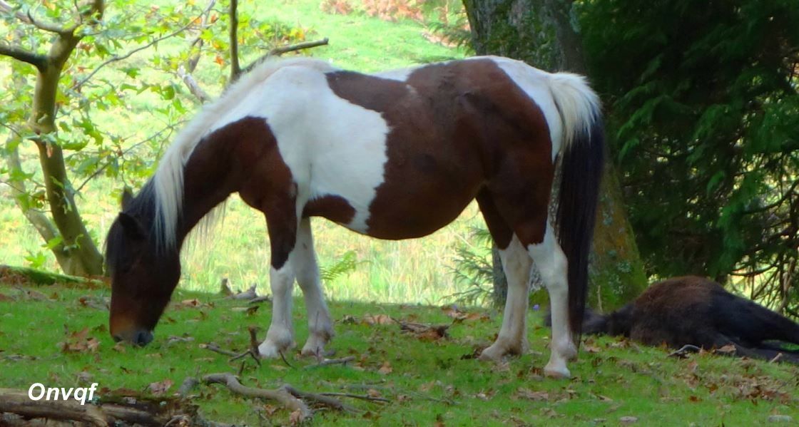 Pottok, Pays Basque (Pyrénées-Atlantique 64) AAA - ONVQF.over-blog.com