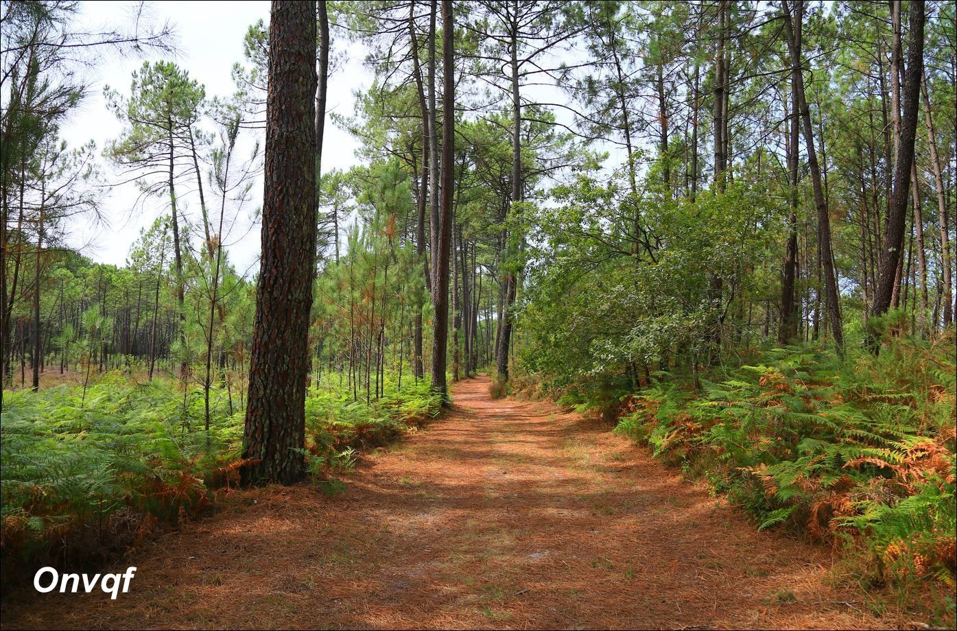Tourbière de Mées (Landes 40) Promenade AAA - ONVQF.over-blog.com