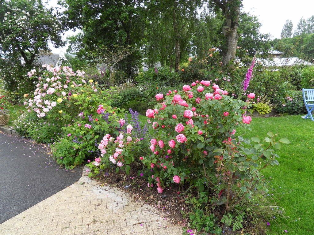quelques roses en situation - Le jardin de Danyland en Bretagne