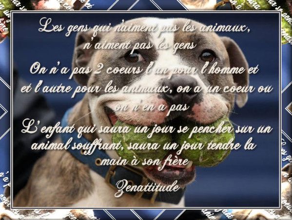 Dictons et proverbes sur les animaux - Fan des animaux