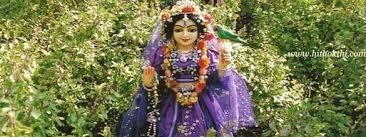 Le tulsi, le basilic sacré - RETROUVER LE SITE SUR INDE-EN-LIVRES.FR