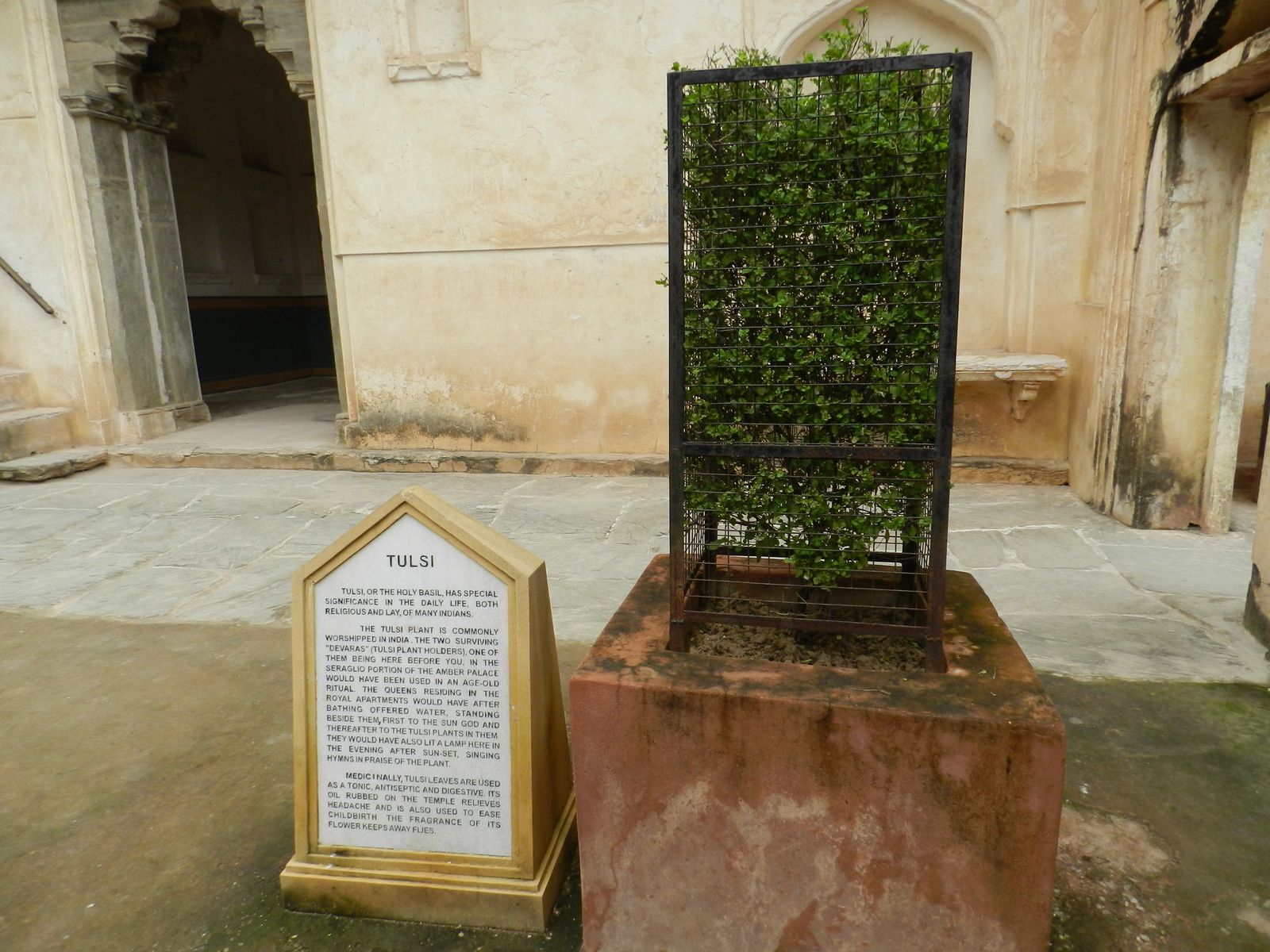 Le tulsi, le basilic sacré - RETROUVER LE SITE SUR INDE-EN-LIVRES.FR