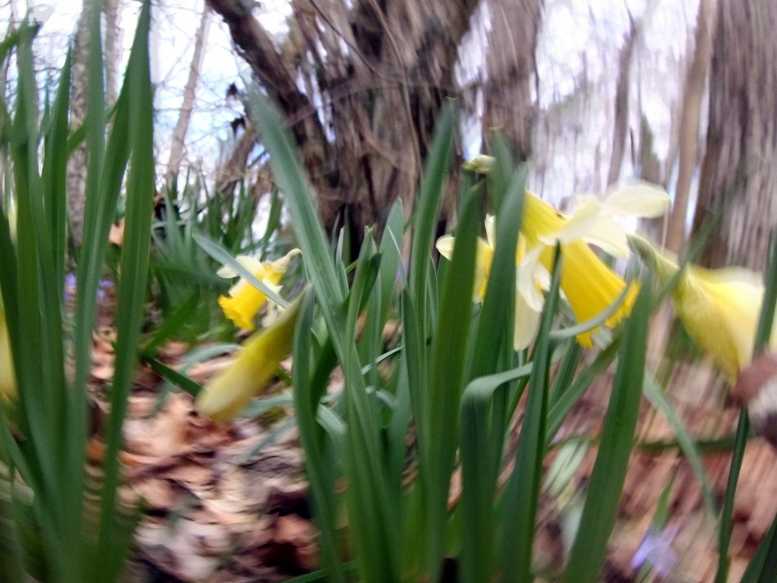 Les jonquilles du mont Rachais - Le blog de clodan