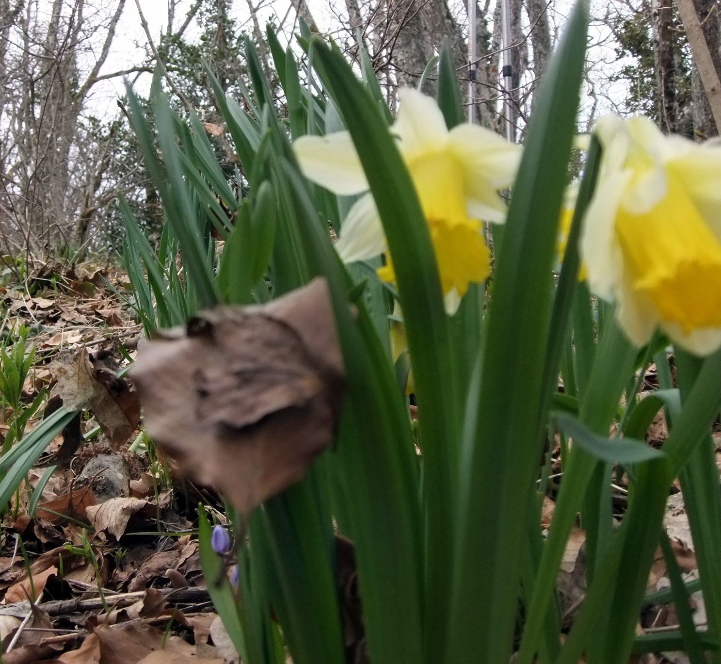 Les jonquilles du mont Rachais - Le blog de clodan