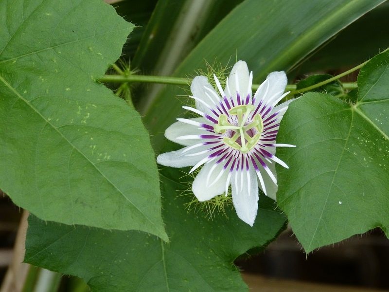 Balade autour du piton Rosile - Le blog de colargol-a-la-reunion