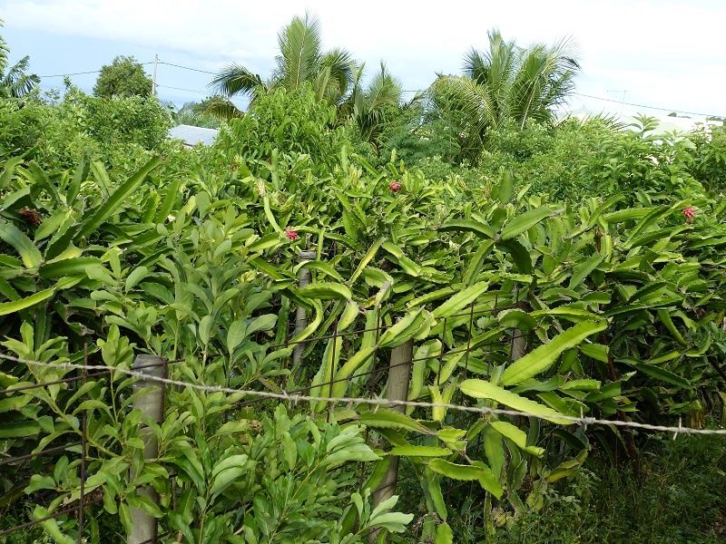 Balade autour du piton Rosile - Le blog de colargol-a-la-reunion