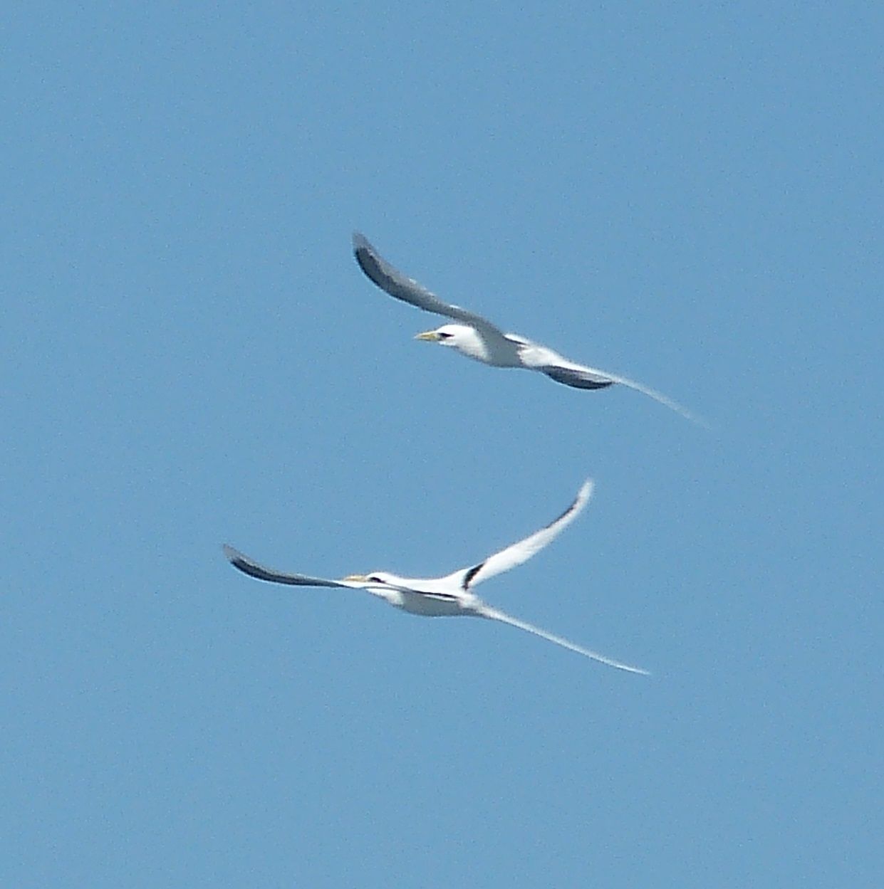 Paille-En-Queue - Le blog de colargol-a-la-reunion