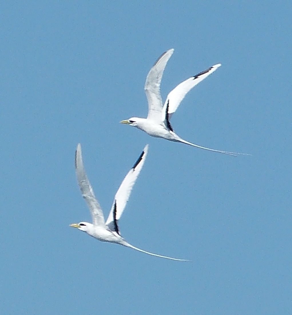 Paille-En-Queue - Le blog de colargol-a-la-reunion