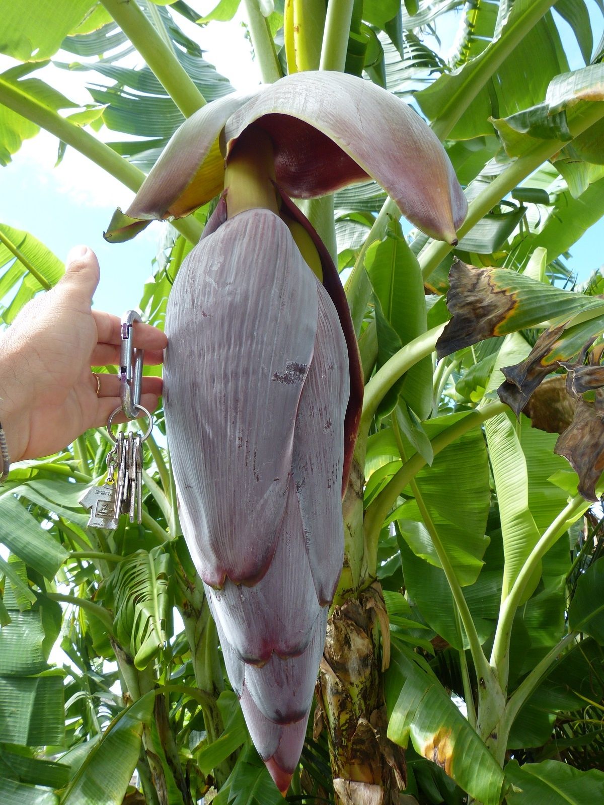 Tangue - Le blog de colargol-a-la-reunion