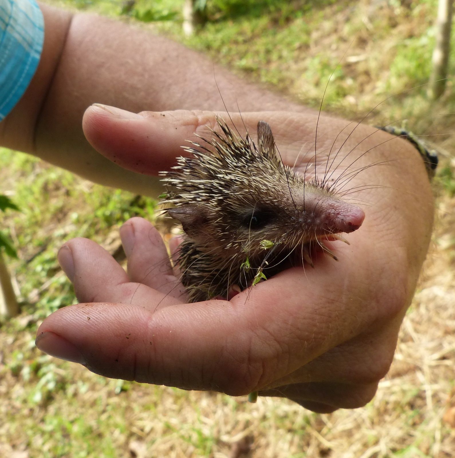 Tangue - Le blog de colargol-a-la-reunion