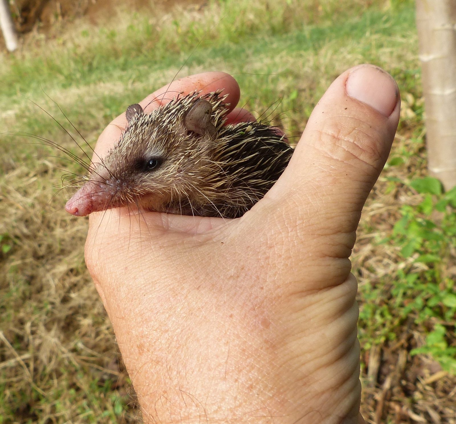Tangue - Le blog de colargol-a-la-reunion