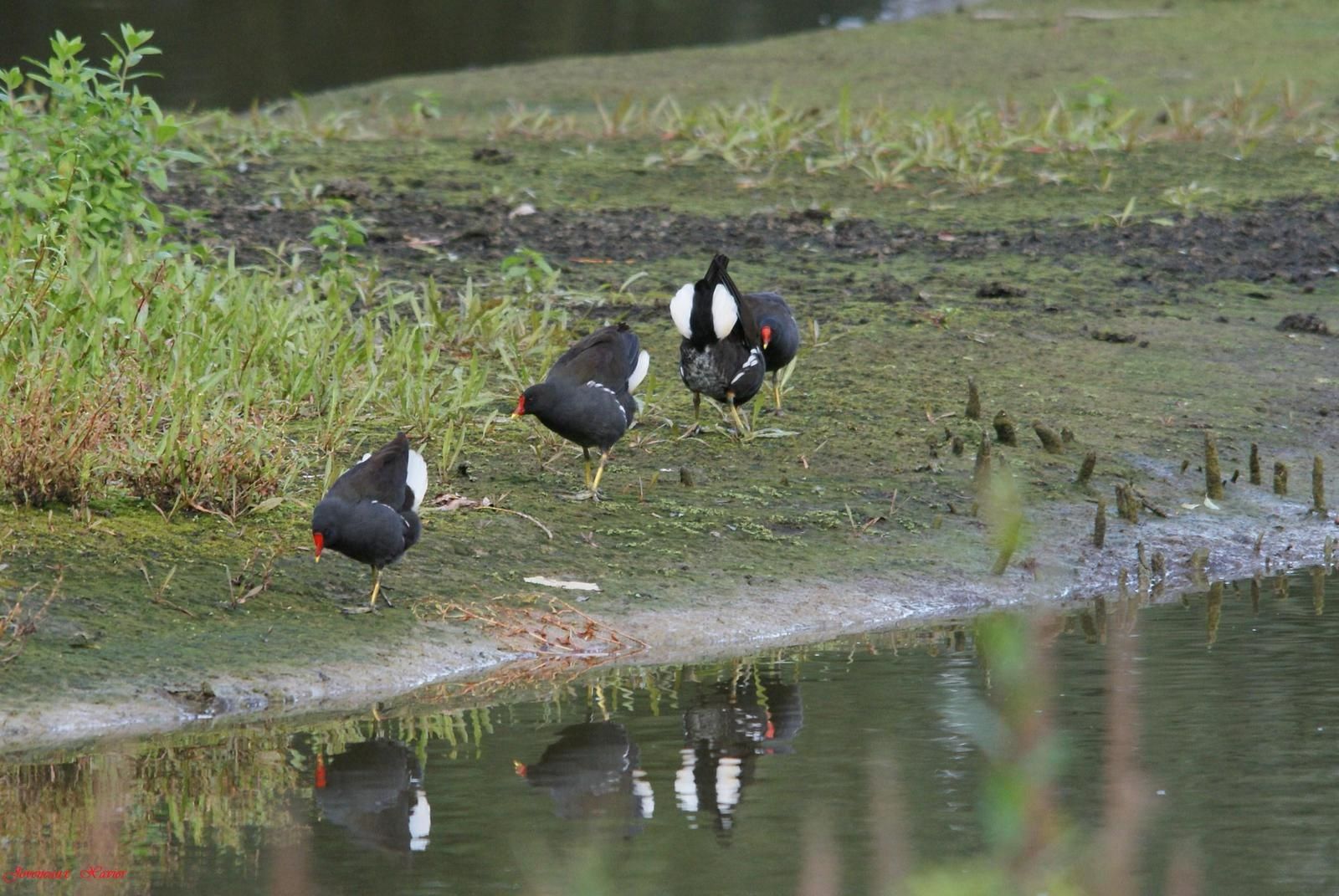 Recensement du 09 Mai 2014 - Oiseaux du melantois