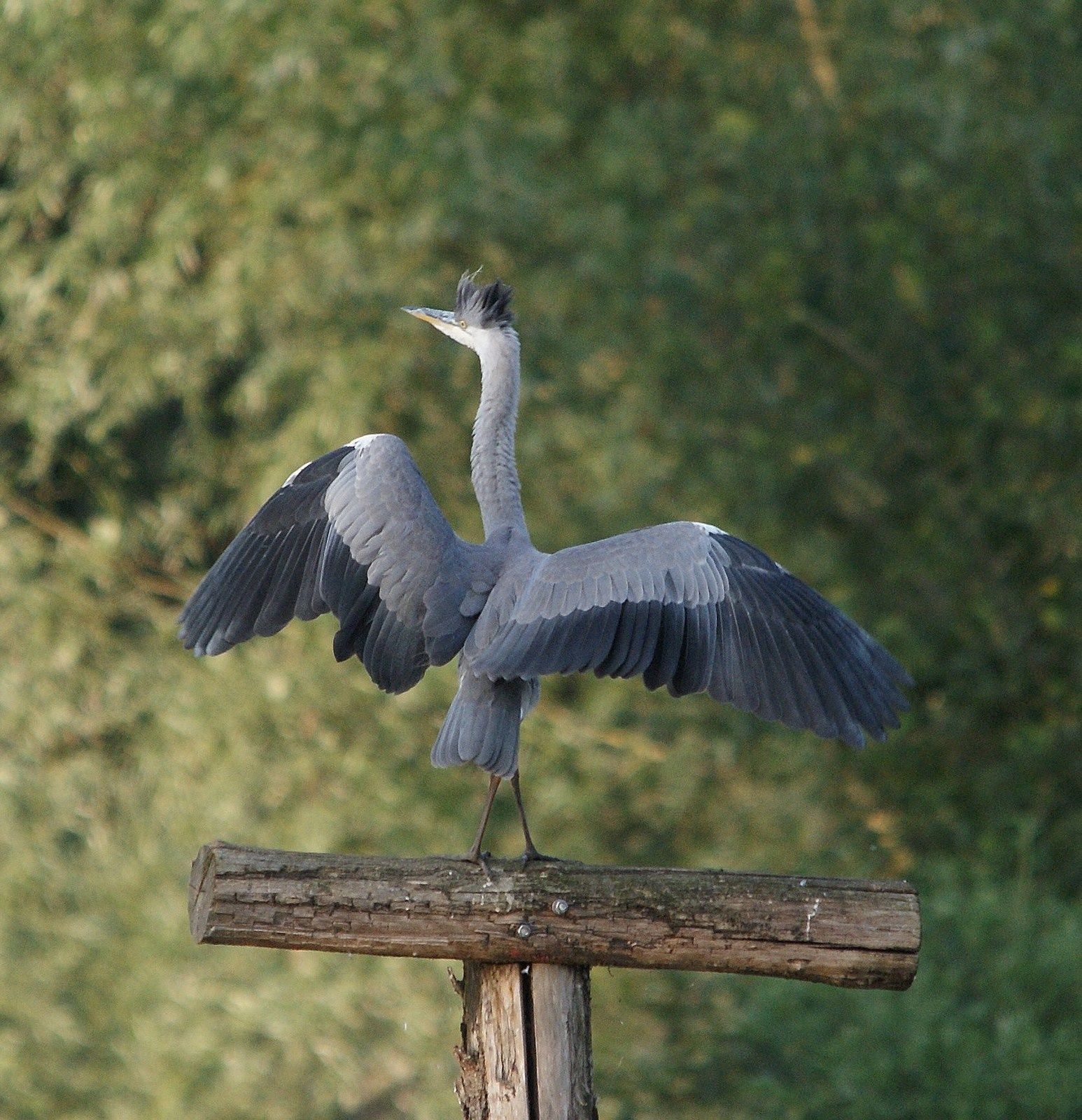 Recensement du 09 Mai 2014 - Oiseaux du melantois