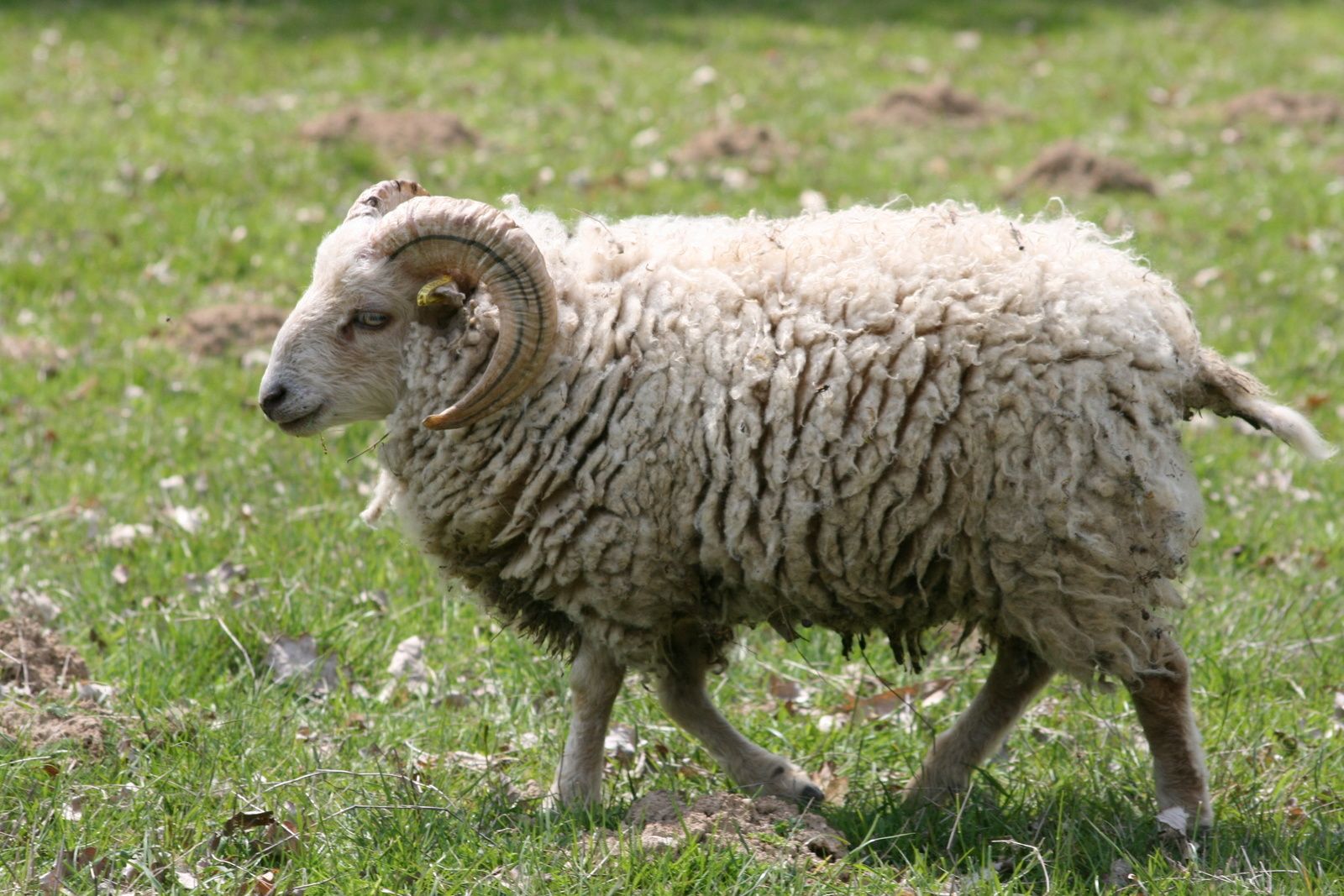 cornage - Le Mouton d'Ouessant Elevage des Lutins