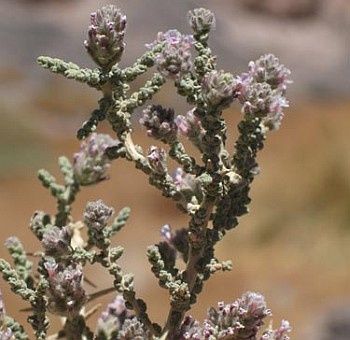 BLOG Eldesiertoflorido