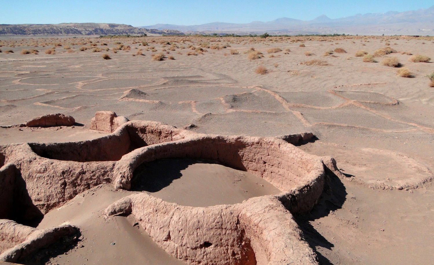 BLOG Eldesiertoflorido