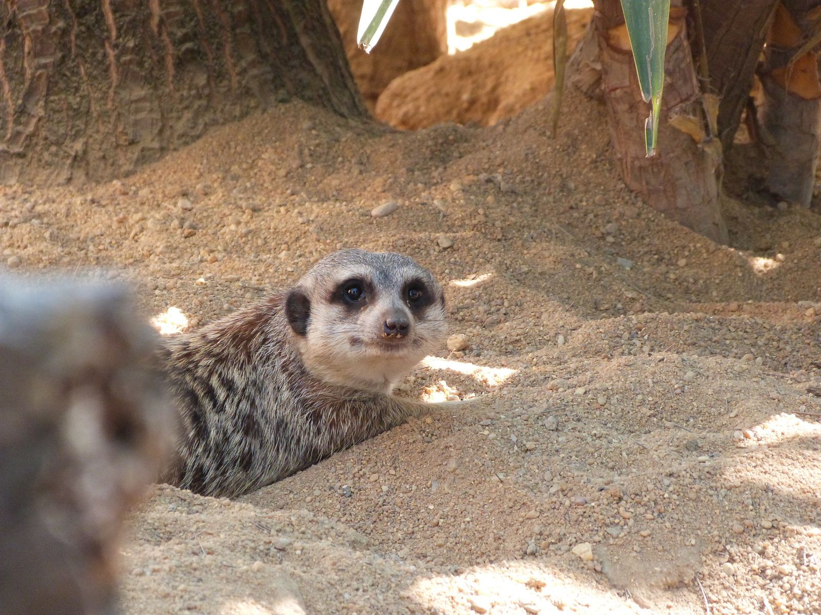 Le zoo de Lisbonne - A la (re)découverte du Portugal