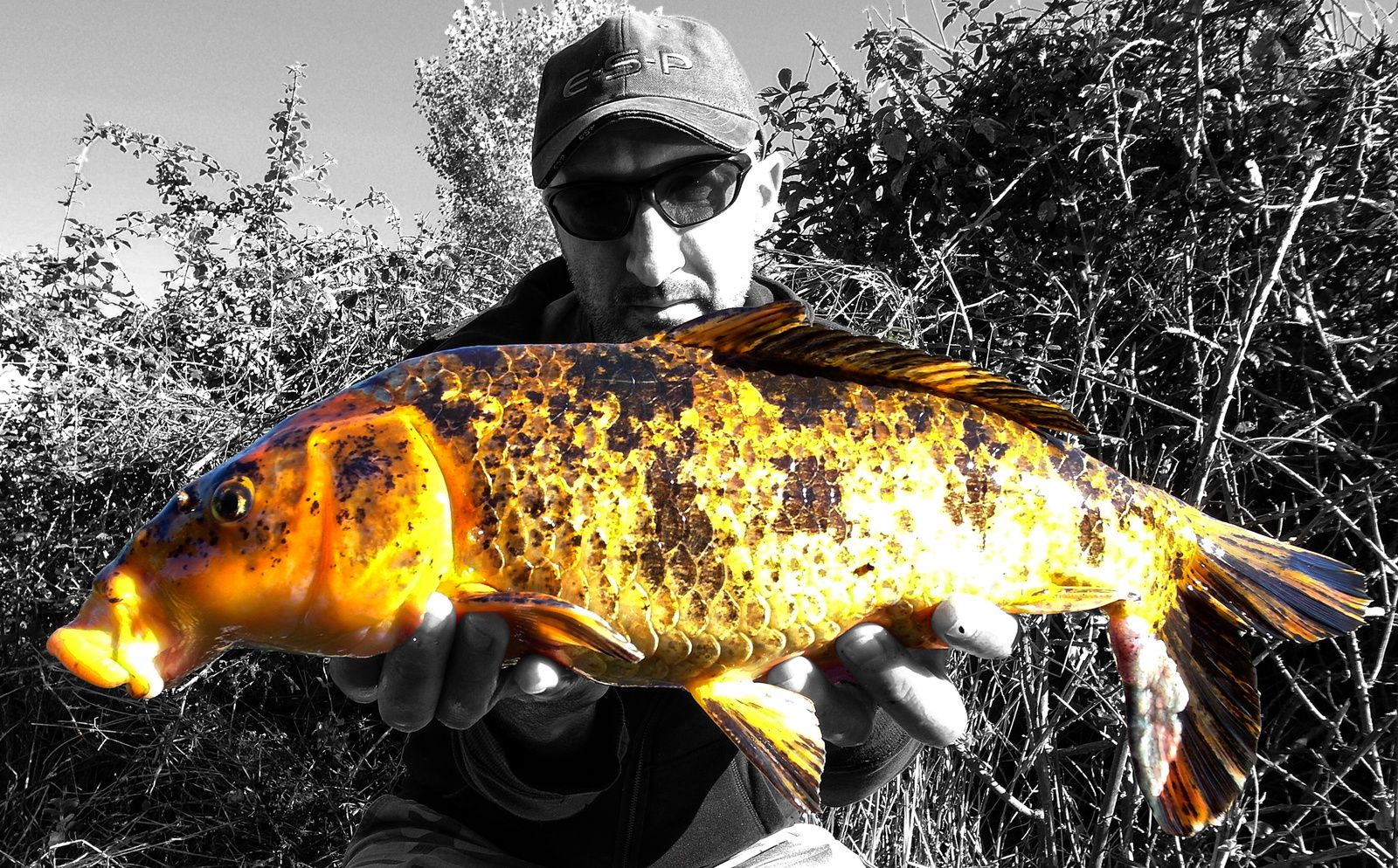 carp & bass ... - Bass-fishing-virus