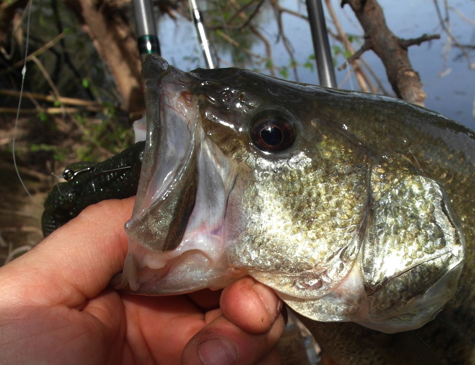 carp & bass ... - Bass-fishing-virus