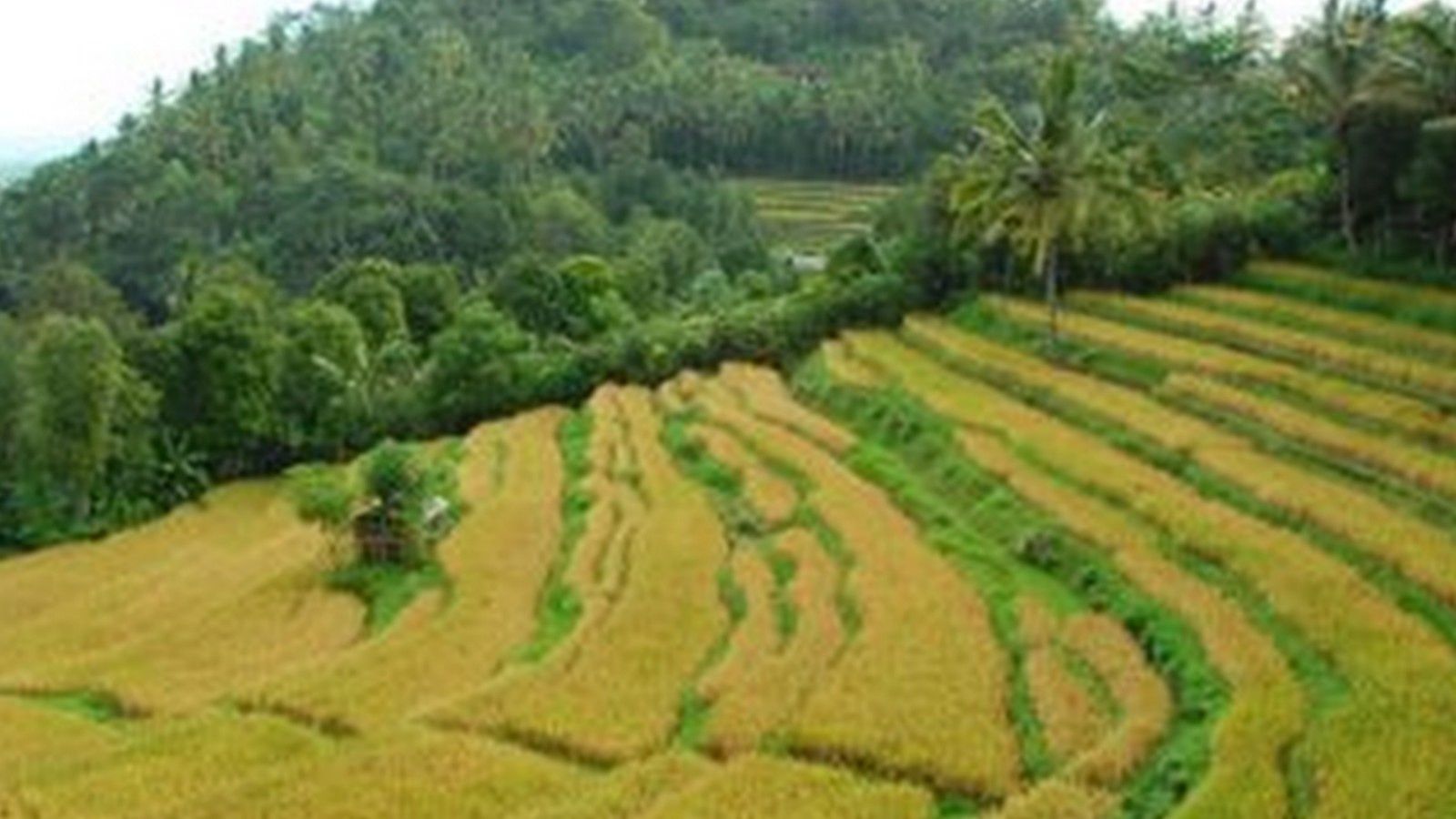 Blog sur Bali - Balibalik - Bukit Jambul Bali - région de Karangasem ...