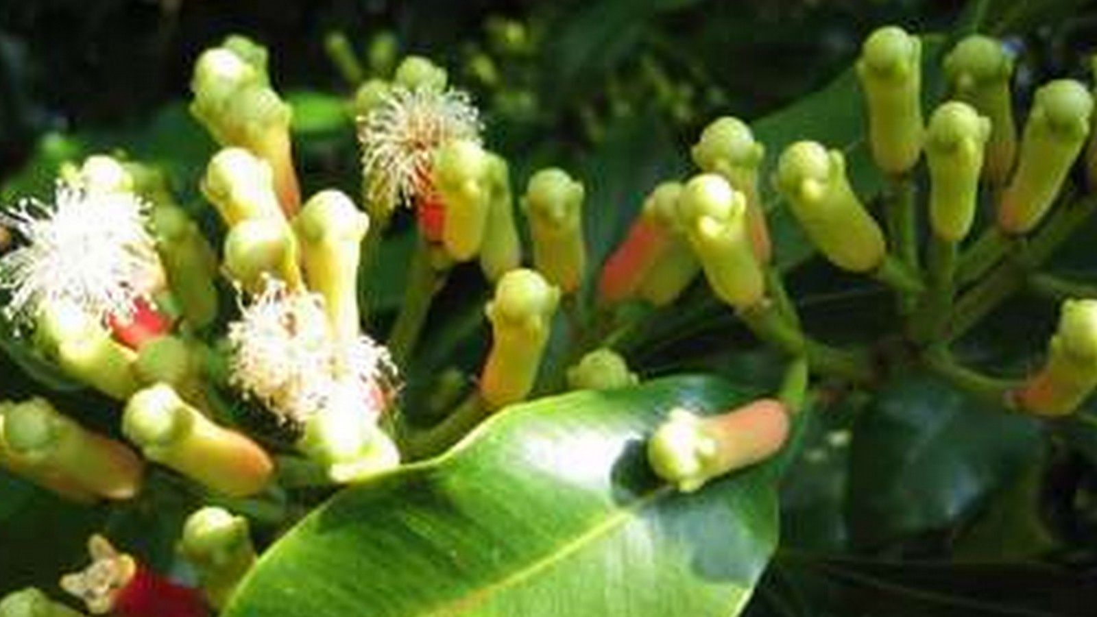 Balibalik - Fleurs - Fruits et Plantes à Bali - Bunga - Buah - Tanaman ...