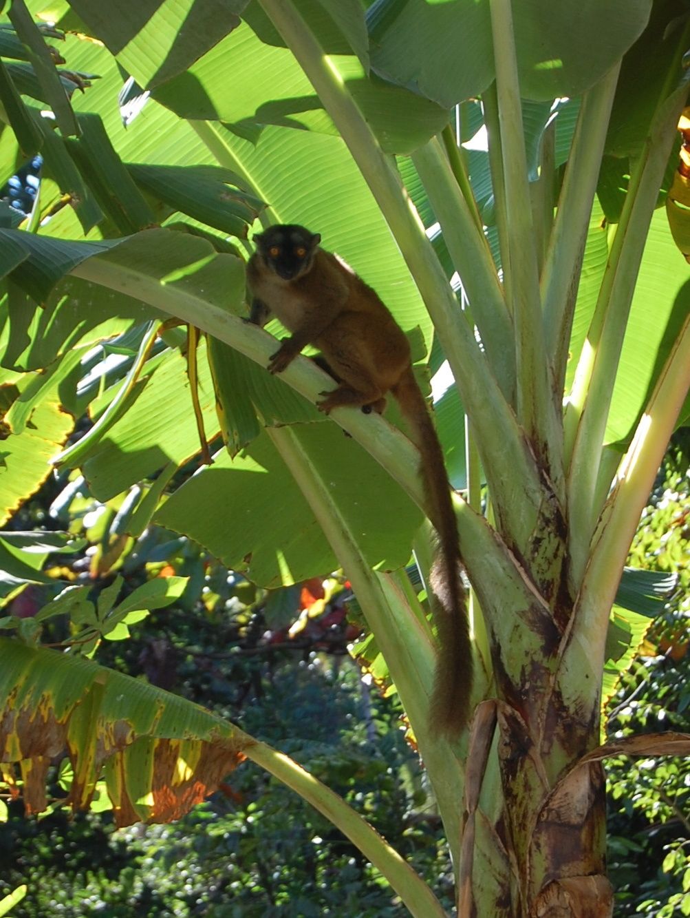 Nos compagnons du petit déjeuner: Les Makis - nono.ninie-mayotte.over-blog.com