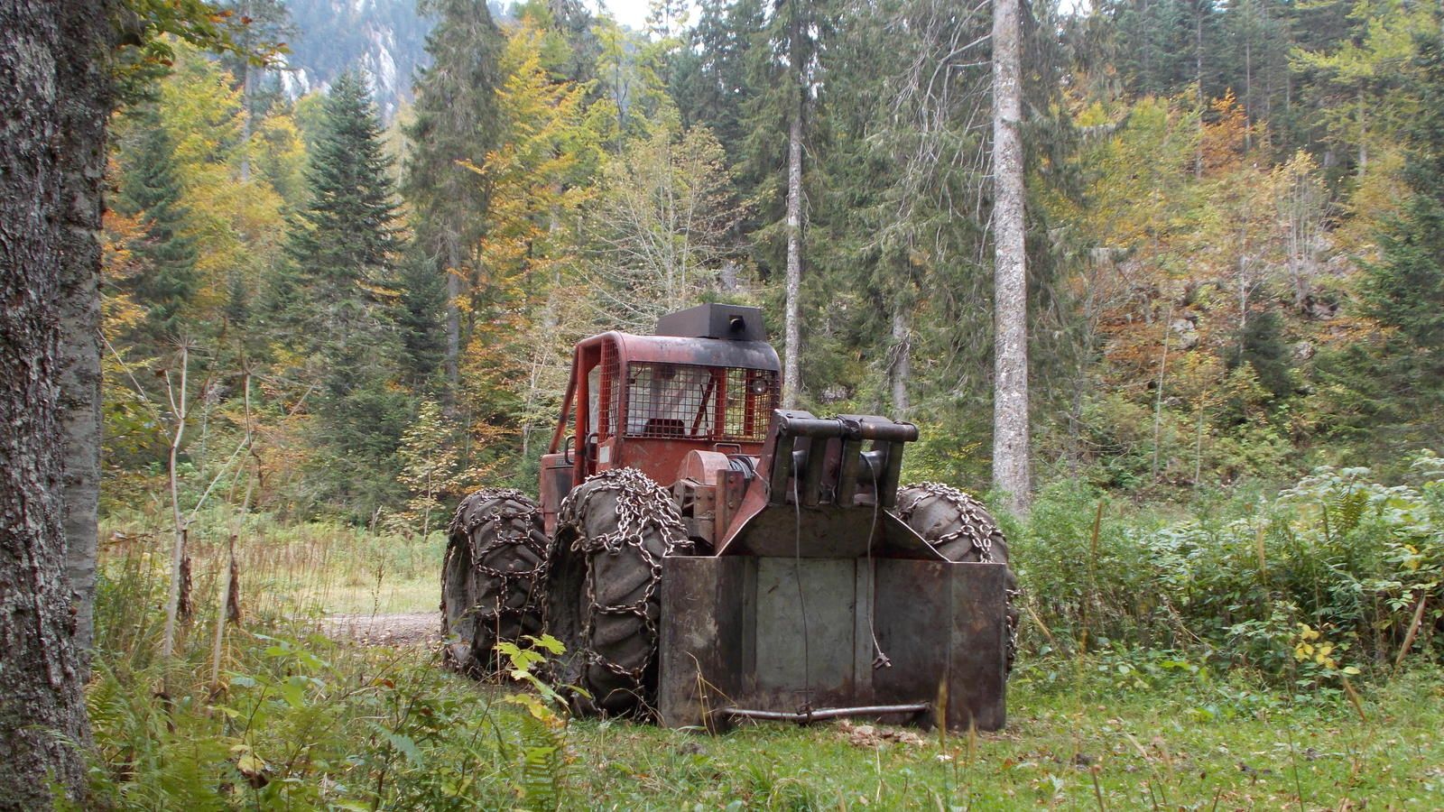 la forêt de Chartreuse - Passion Chartreuse