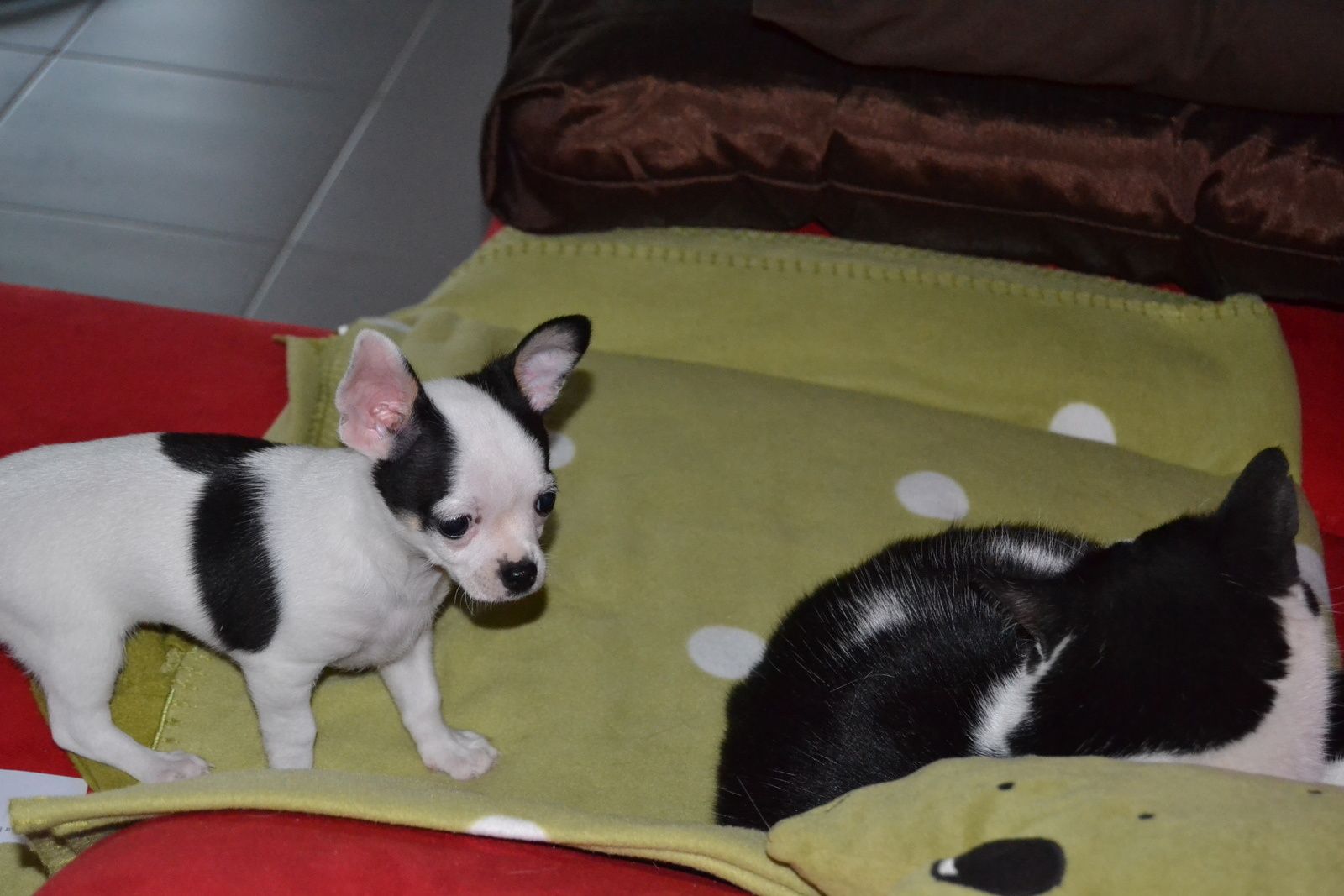 Jorky - LesdiaposdeGi.over-blog.com