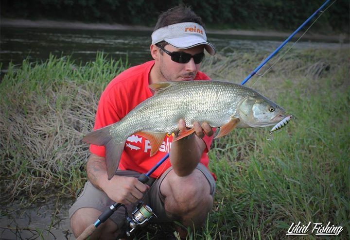 la peche de l'aspe en Loire - Likid Fishing