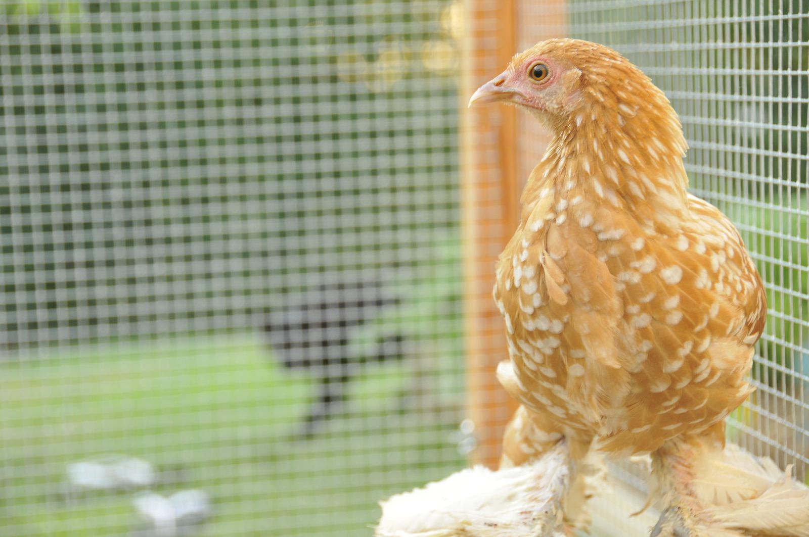 Mes variétés de poules Sabelpoot - Mes-Animaux-Domestiques.over-blog.com