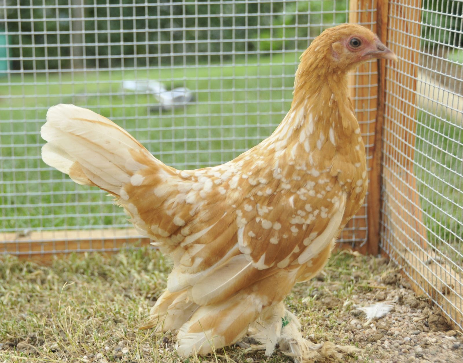 Mes variétés de poules Sabelpoot - Mes-Animaux-Domestiques.over-blog.com