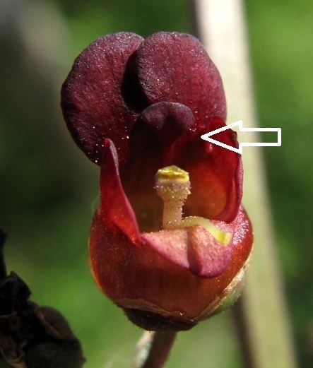 Scrophularia auriculata - Le blog entre-semnoz-et-chéran
