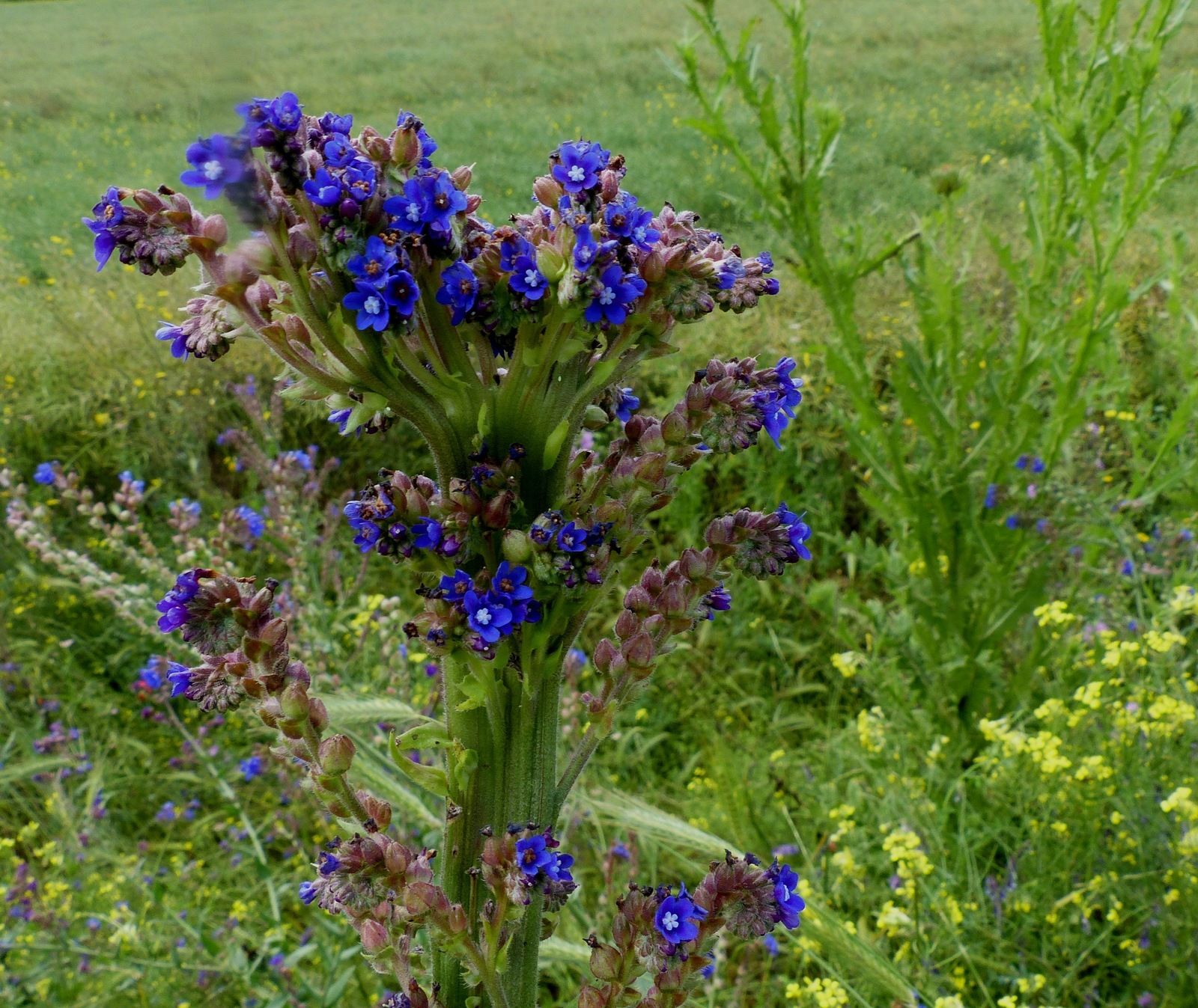 Pâquerette, suite... - Le blog entre-semnoz-et-chéran