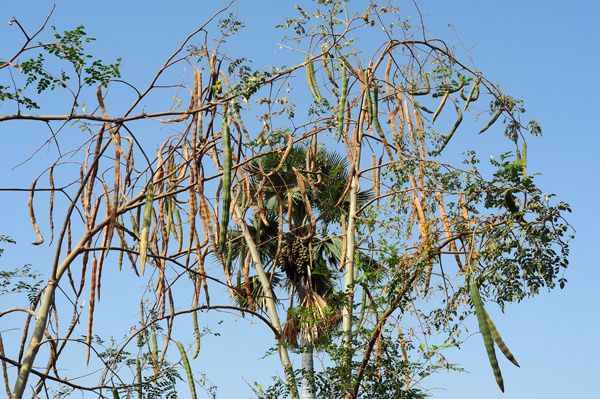 Moringa et ses gousses au mois d’avril.