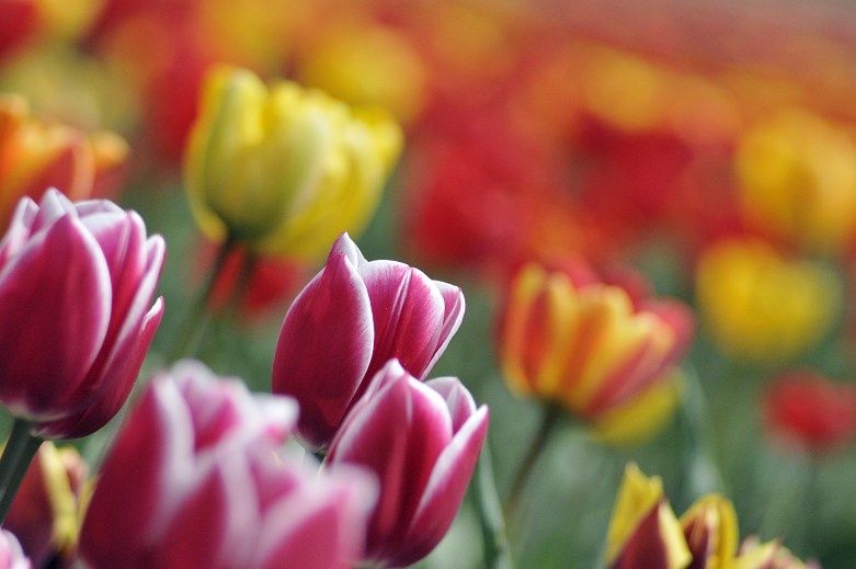La suite des tulipes ! - Le blog de Lenaïg