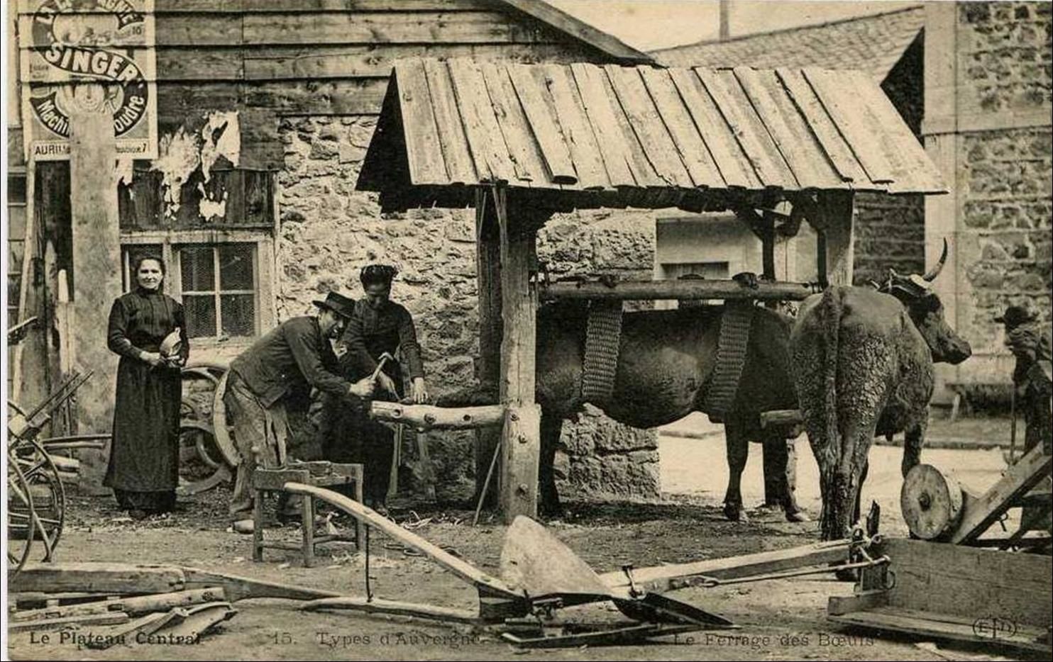 Le ferrage des vaches ou des bœufs - L'Auvergne Vue par Papou Poustache