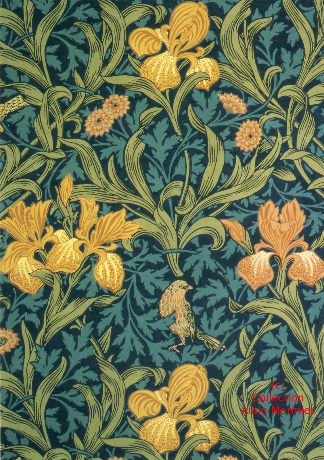 Iris -3372- CPM MORRIS W. Iris et oiseau. G.B. - IRIS BLOG par Albert_ville