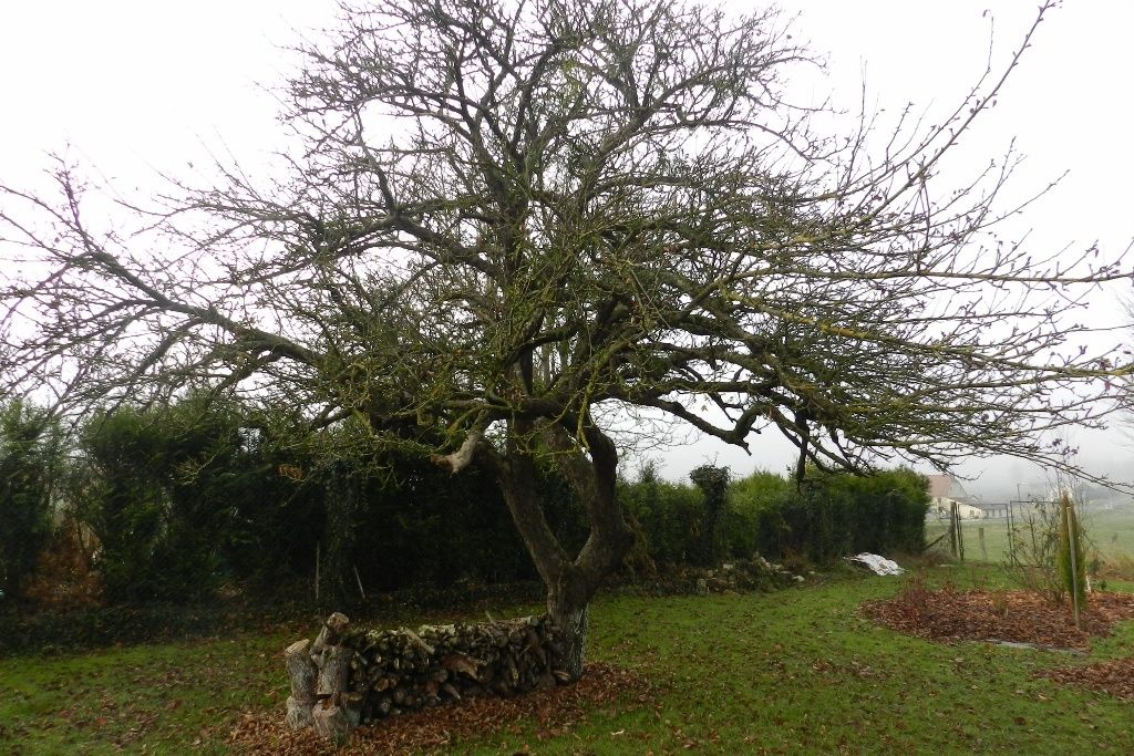 La vie des arbres - Barnabe-le-jardinier.over-blog.com
