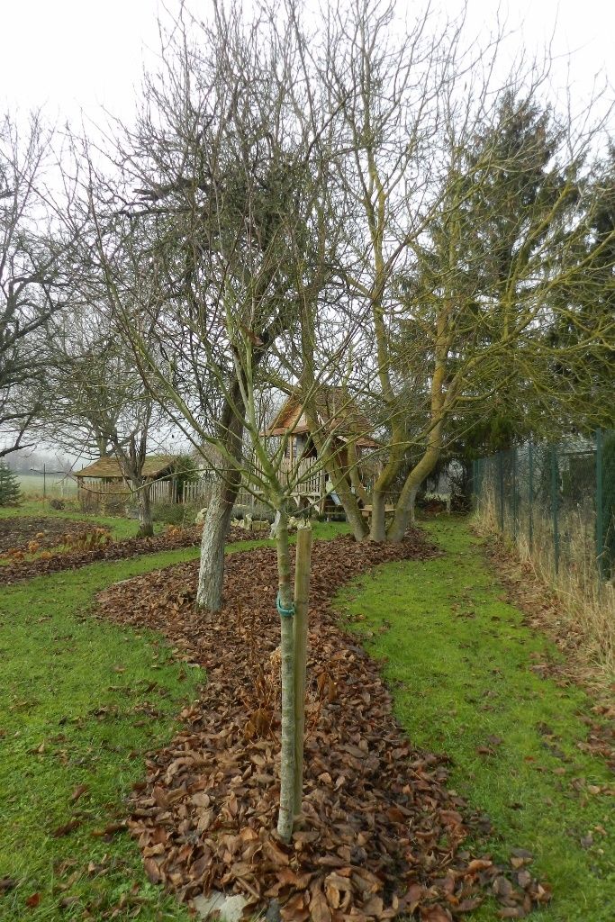 La vie des arbres - Barnabe-le-jardinier.over-blog.com