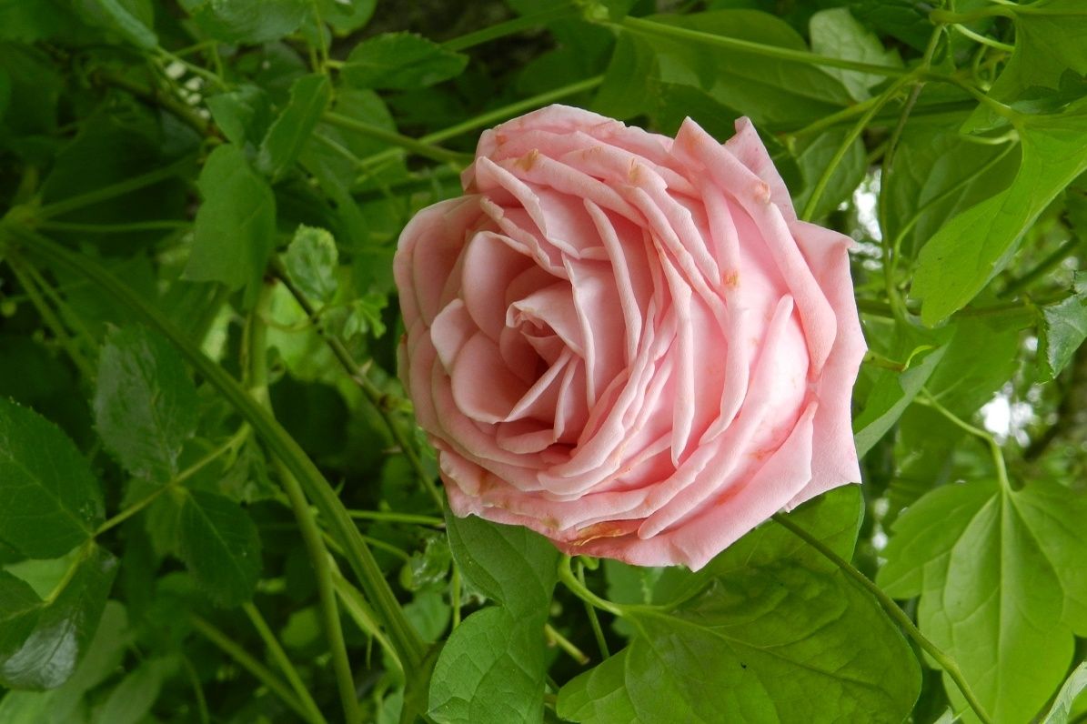 La vie en roses - Barnabe-le-jardinier.over-blog.com