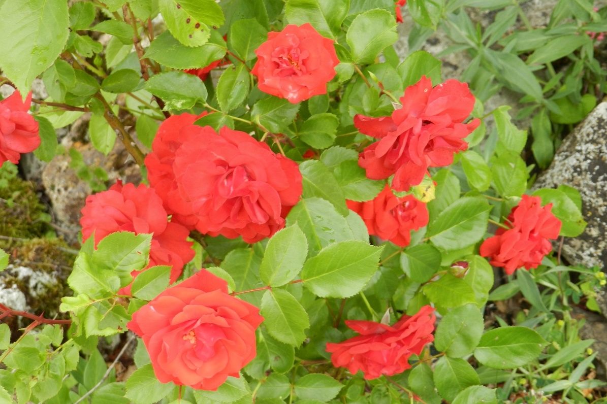 La vie en roses - Barnabe-le-jardinier.over-blog.com