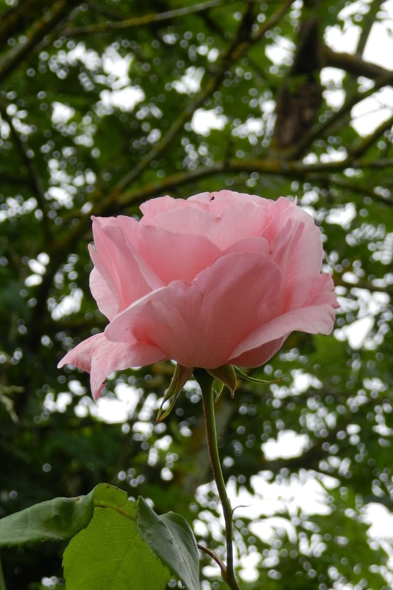 La vie en roses - Barnabe-le-jardinier.over-blog.com