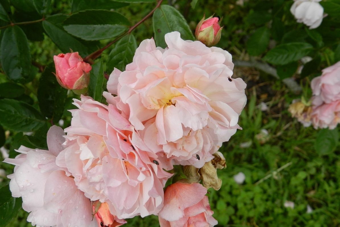 La vie en roses - Barnabe-le-jardinier.over-blog.com