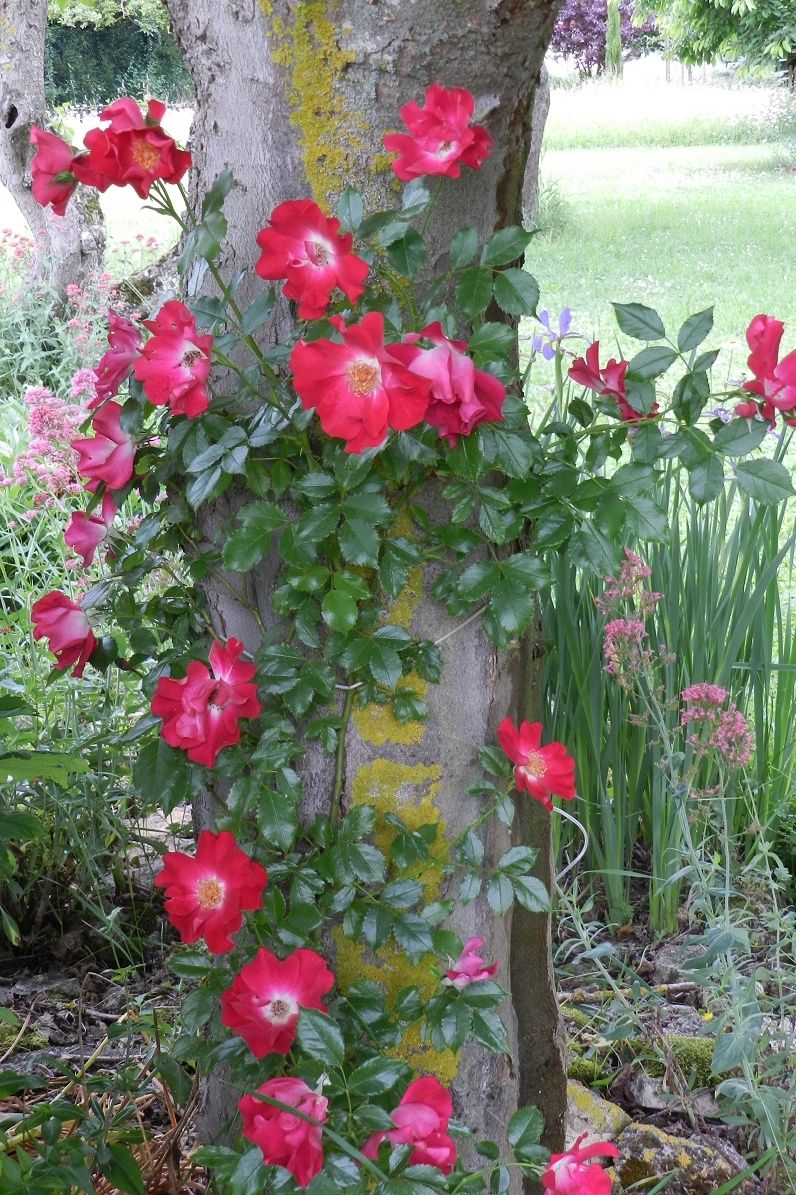 La vie en roses - Barnabe-le-jardinier.over-blog.com