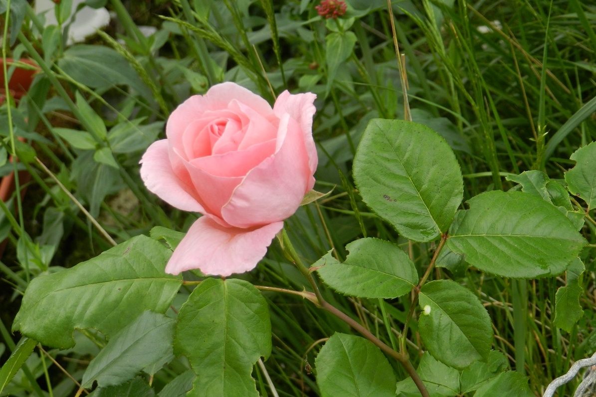 La vie en roses - Barnabe-le-jardinier.over-blog.com