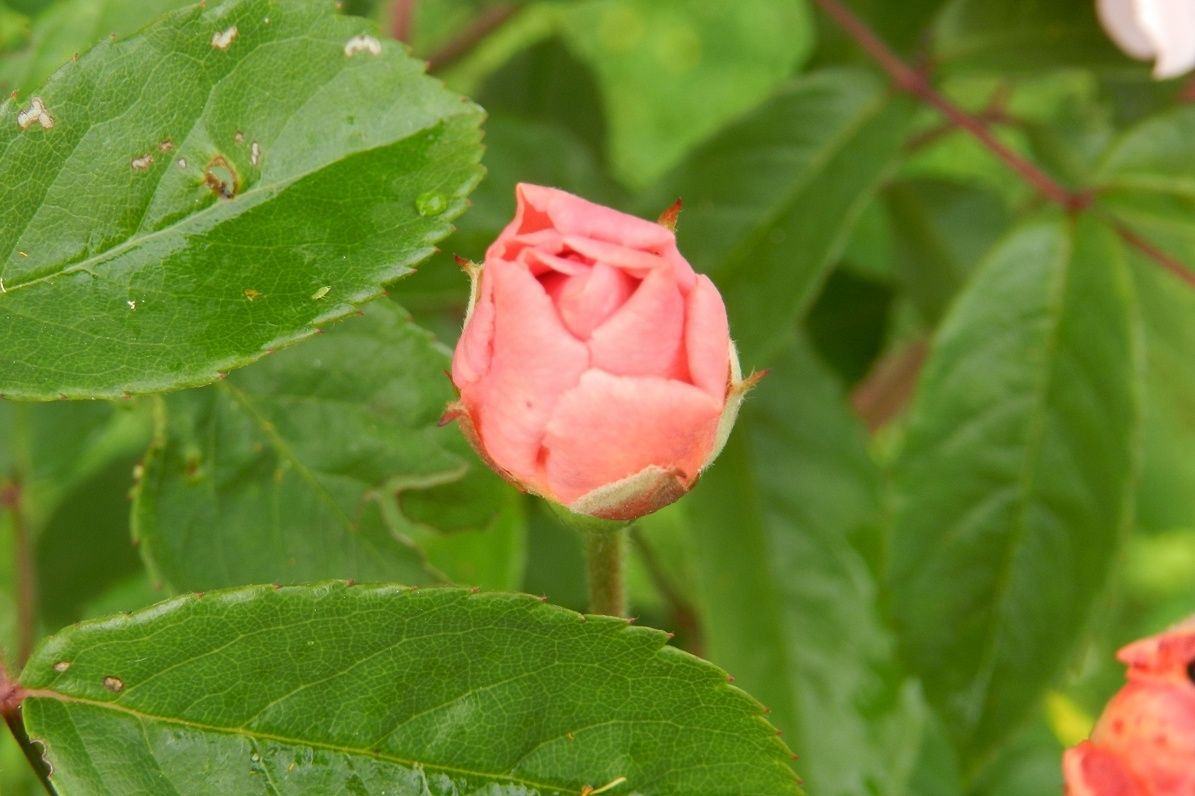 La vie en roses - Barnabe-le-jardinier.over-blog.com