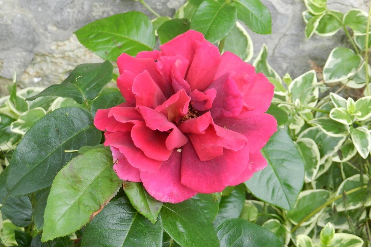 La vie en roses - Barnabe-le-jardinier.over-blog.com