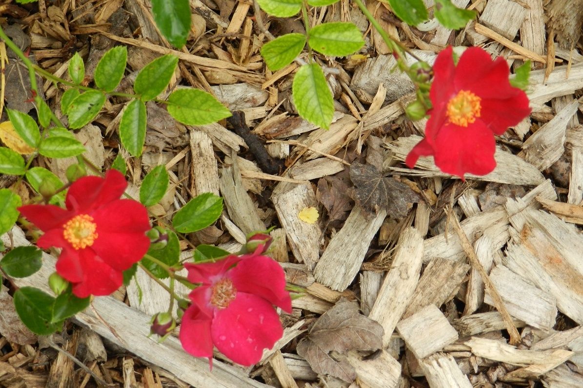 La vie en roses - Barnabe-le-jardinier.over-blog.com