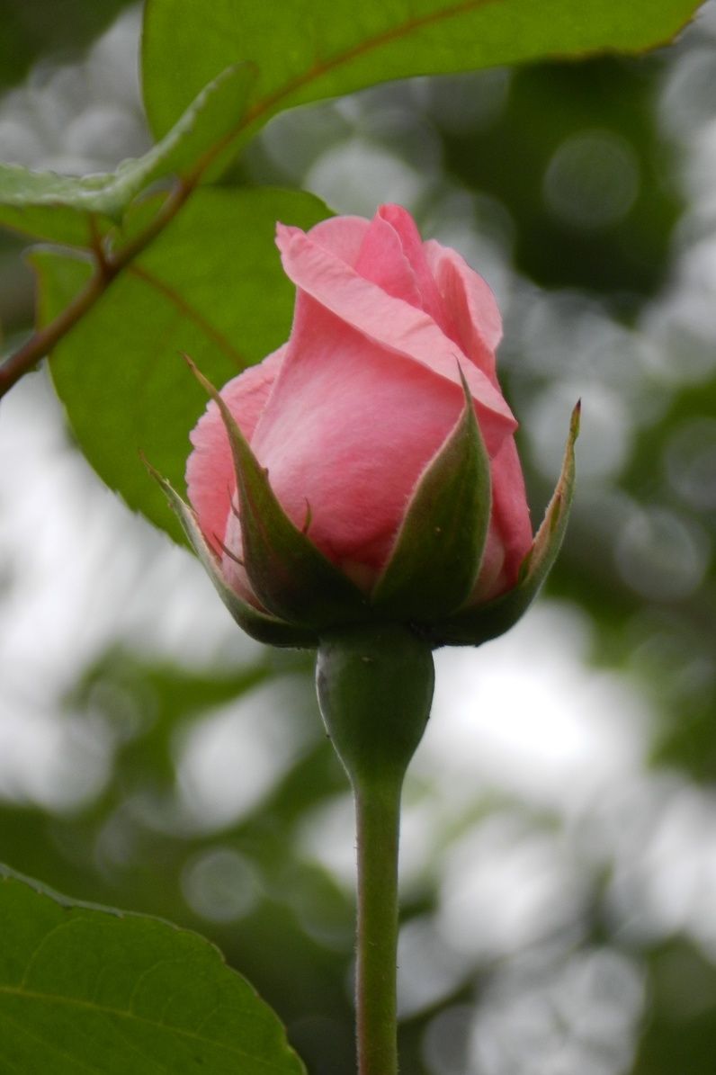 La vie en roses - Barnabe-le-jardinier.over-blog.com